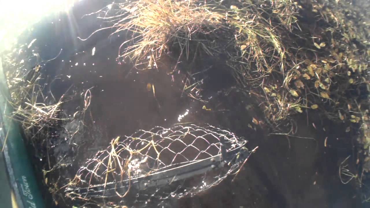 Jim Comstock using a Bailey Live Beaver Trap