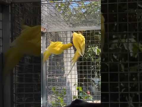 yellow ringneck #yellow