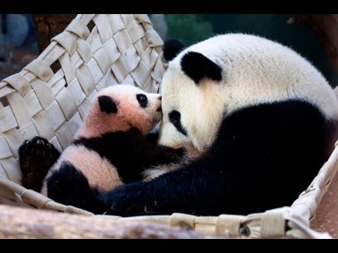 Grant Park Neighborhood -- Zoo Atlanta, Oakland Cemetery, what to do in Atlanta; video