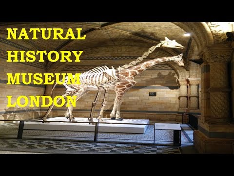 Visit to NATURAL HISTORY MUSEUM LONDON - Travel VLogs by Travel Guide