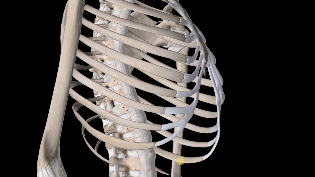 Skeletal system lab test review part 1