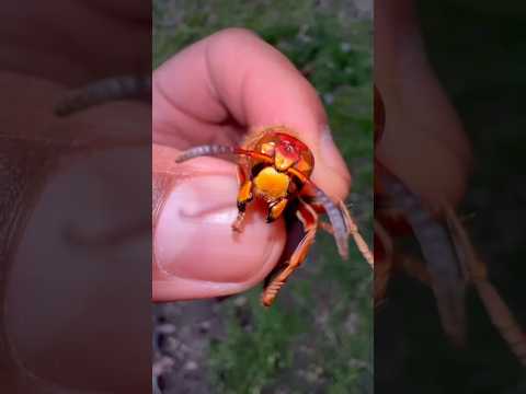 Why HORNETS Are So Dangerous?