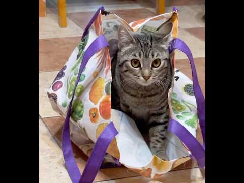 Curious Cat: The Fascination with Shopping Bag