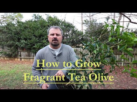How to grow Fragrant Tea Olive - Osmanthus Fragrans - Guìhuā