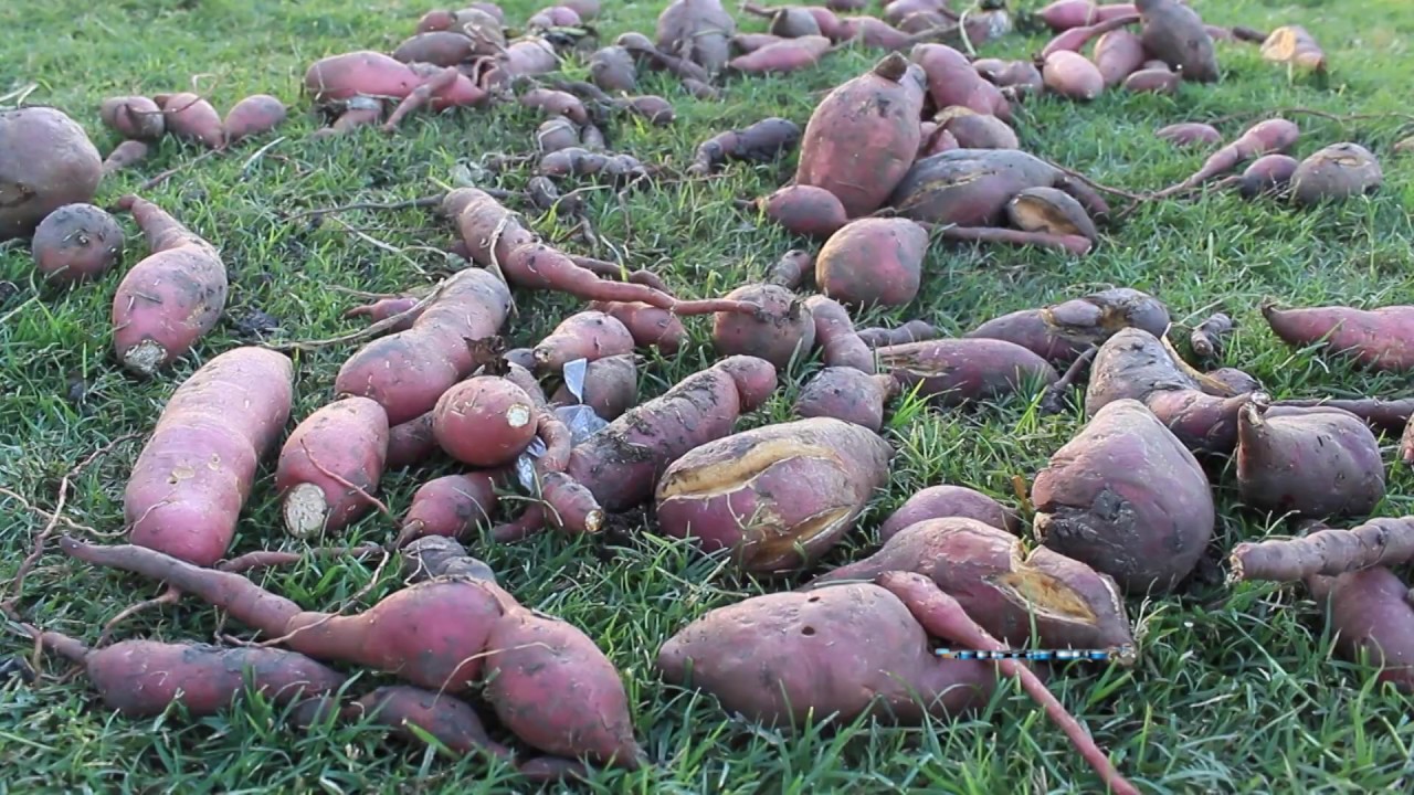 En busca de films enriquecidos con batata