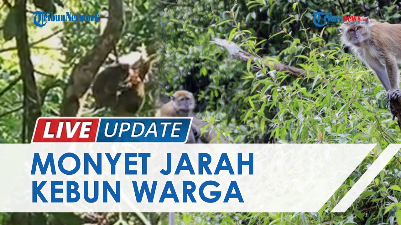 Gerombolan Monyet Gunung Gede Pangrango Turun ke Pemukiman, Rusak ...