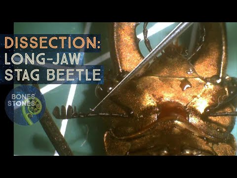 Dissection: Long-Jaw Stag Beetle