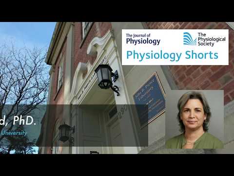 Physiology Shorts: Effects of testosterone and estrogen on endothelial function