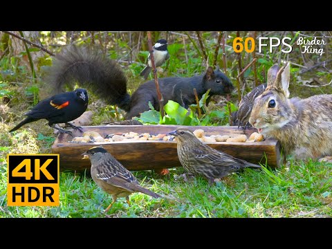 Cat TV for Cats to Watch 😺🐦 Adorable Birds, Squirrels, Bunnies in Harmony 🐿 Cat Games 4K HDR