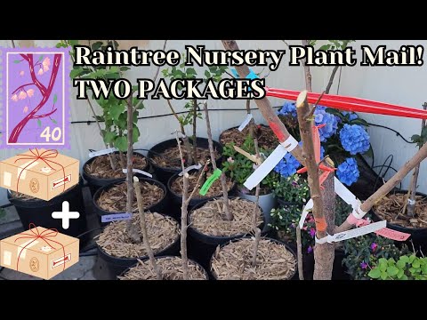 Raintree Nursery Plant Mail! Opening 2 Boxes Pluerries, Aprium, Nectaplum. Container Orchard Zone 9
