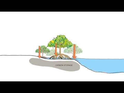 Importance of Mangrove Forests