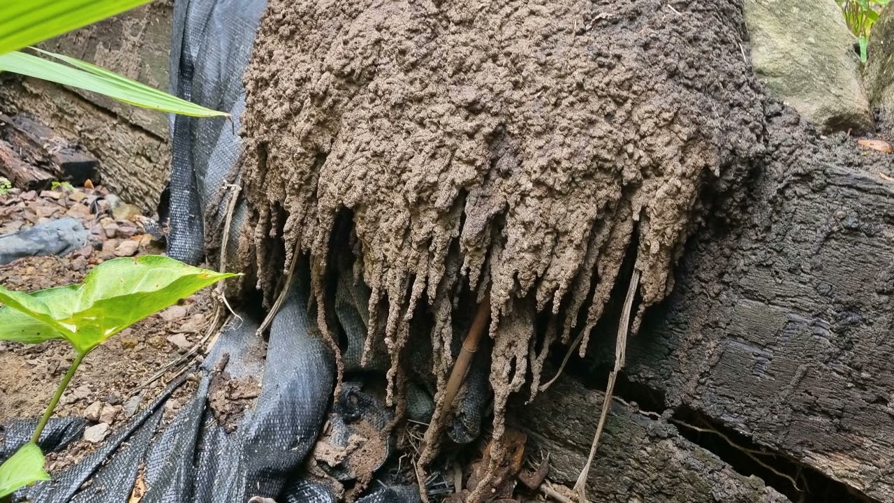 What Do Termite Nests Look Like