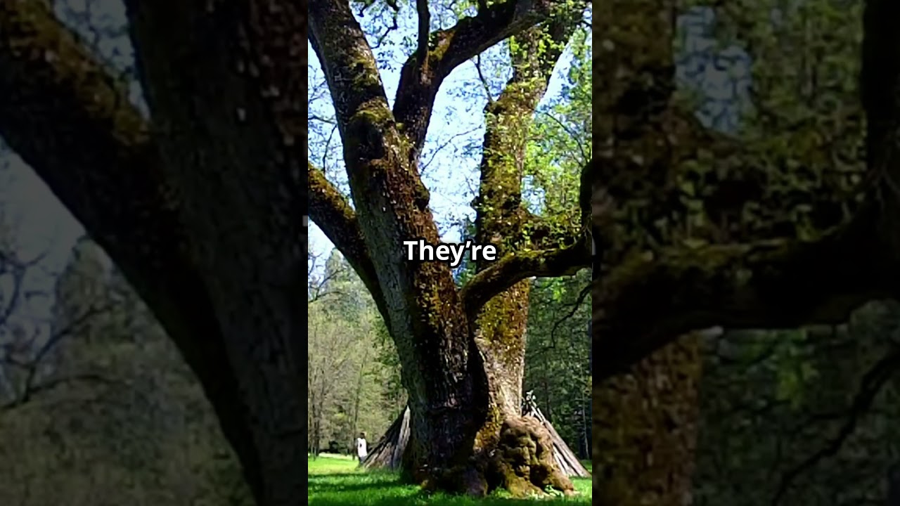 When Barbara Walters Asked Katharine Hepburn About Trees