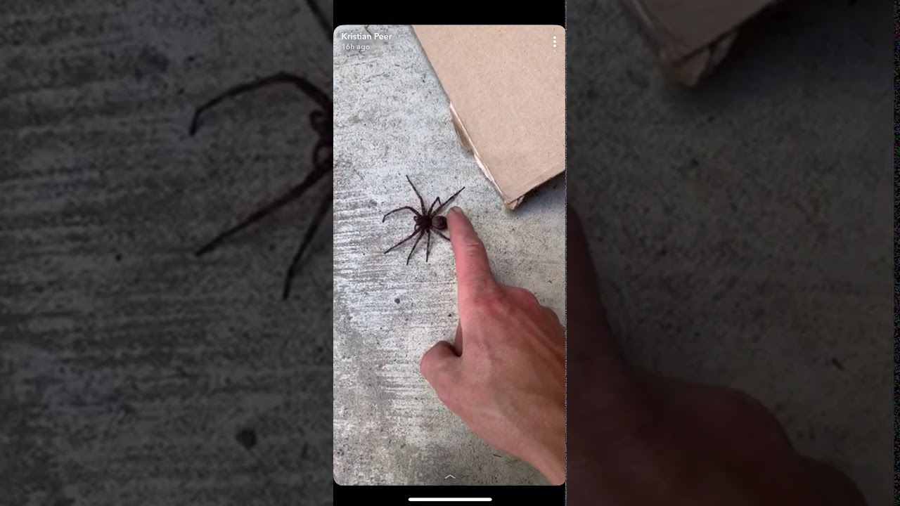 Petting big spider creepy