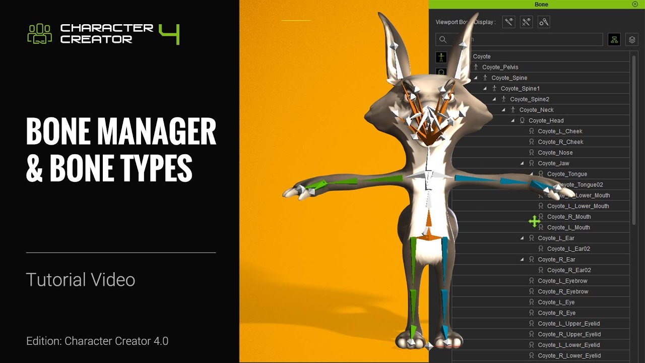 Character Creator 4 Tutorial - Bone Manager and Bone Types