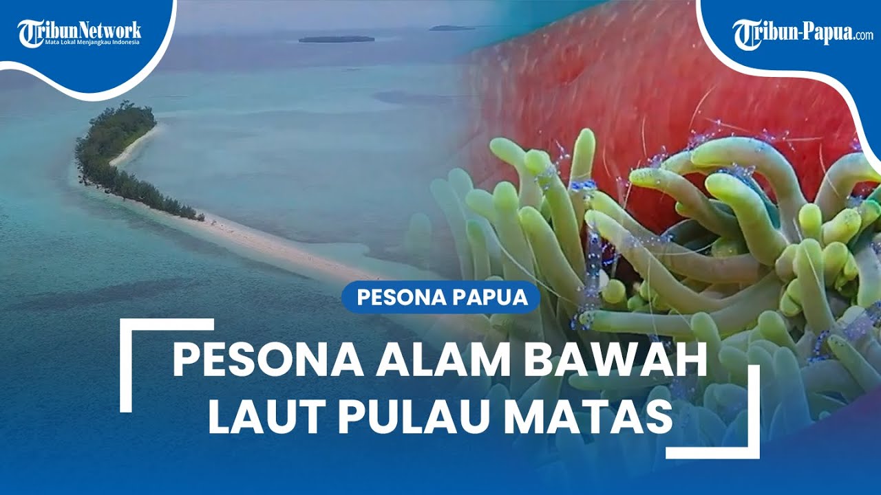 Cantiknya Alam Bawah Laut Pulau Matas di Kawasan Taman Nasional Teluk ...