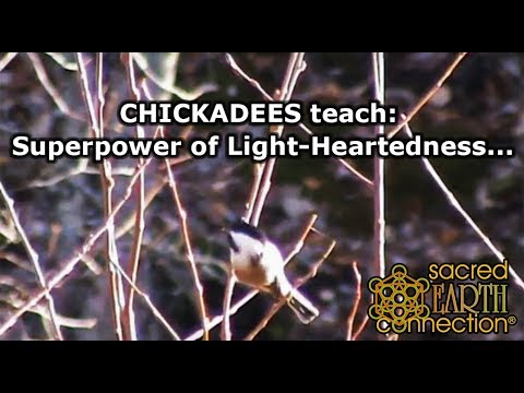 CHICKADEES teach: Superpower of Light-Heartedness...