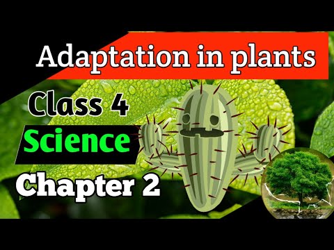 Adaptation in Plants Video Lecture - Crash Course for Class 4 (Hinglish)