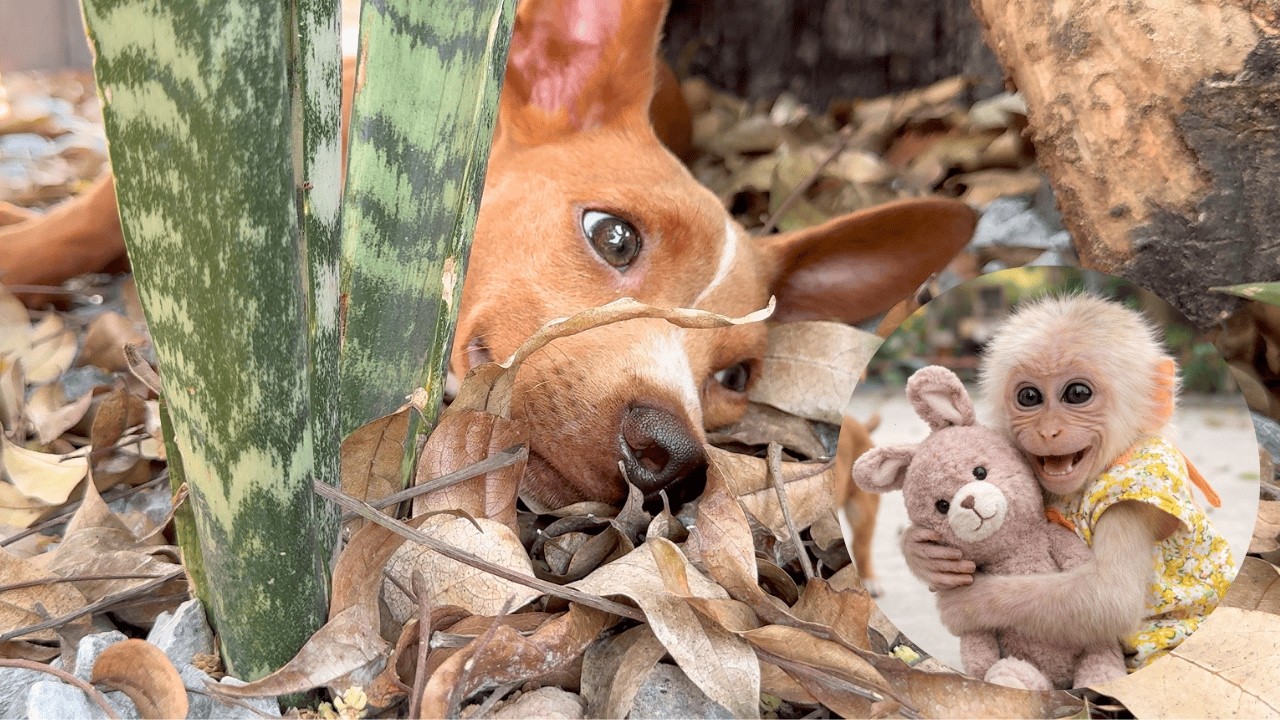 48 Hours After Monkey Baba Went Missing – Dog Bon’s Surprising Reaction to Losing His Friend