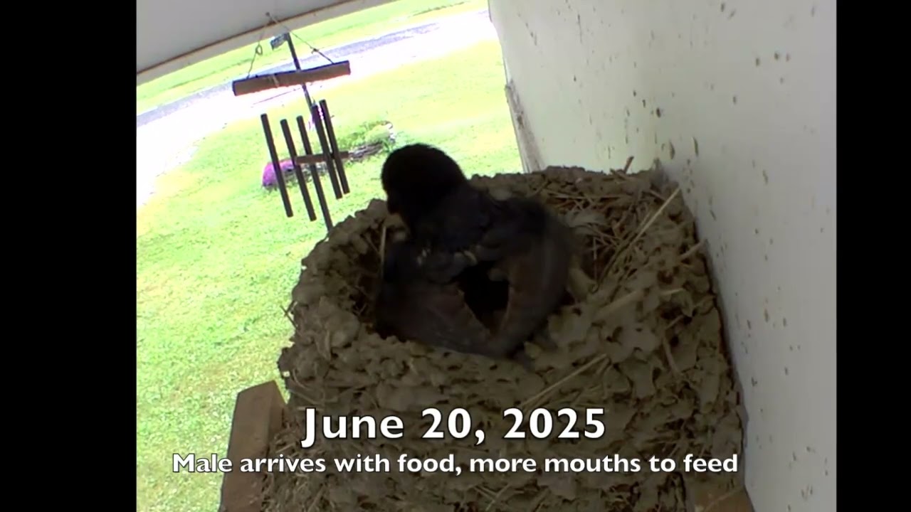 Nesting Barn Swallows - 2025