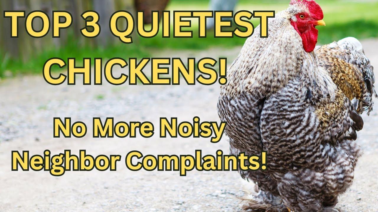 Top 3 Quietest Chicken Breeds for a Backyard Flock 🐔 Best Low-Noise Chickens for Peaceful Homesteads