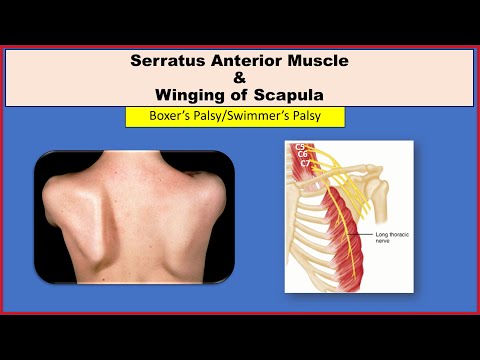 WINGING OF SCAPULA VIDEO – Anatomy QA