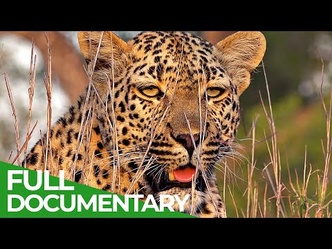 The Cat Report | Episode 4 | Free Documentary Nature