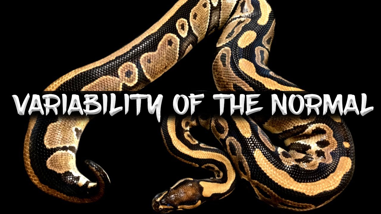 The Variability of the Normal Ball Python!
