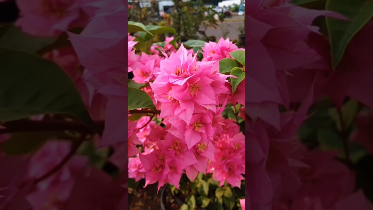 Bougenville warna pink soft ID hawai #bougainvillea #bungabougenville #flowers #tanamanhias #shorts