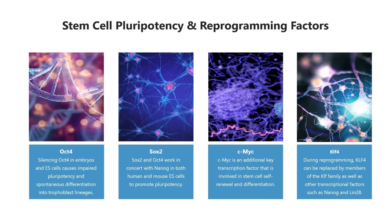 A Comprehensive Review of Stem Cell Research