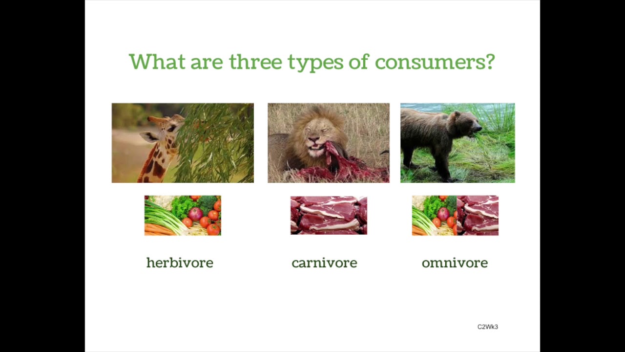 Science W03 Three Types of Consumers