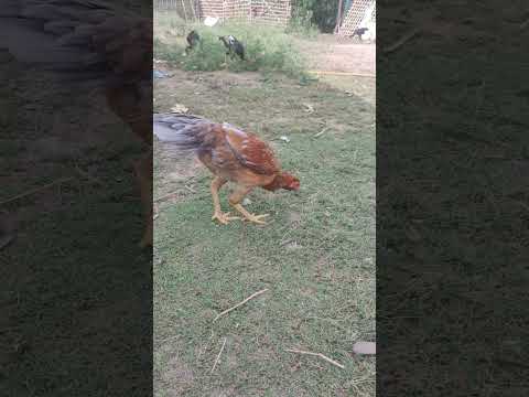 Hen - Wholesale Price & Mandi Rate for Female Hen in India