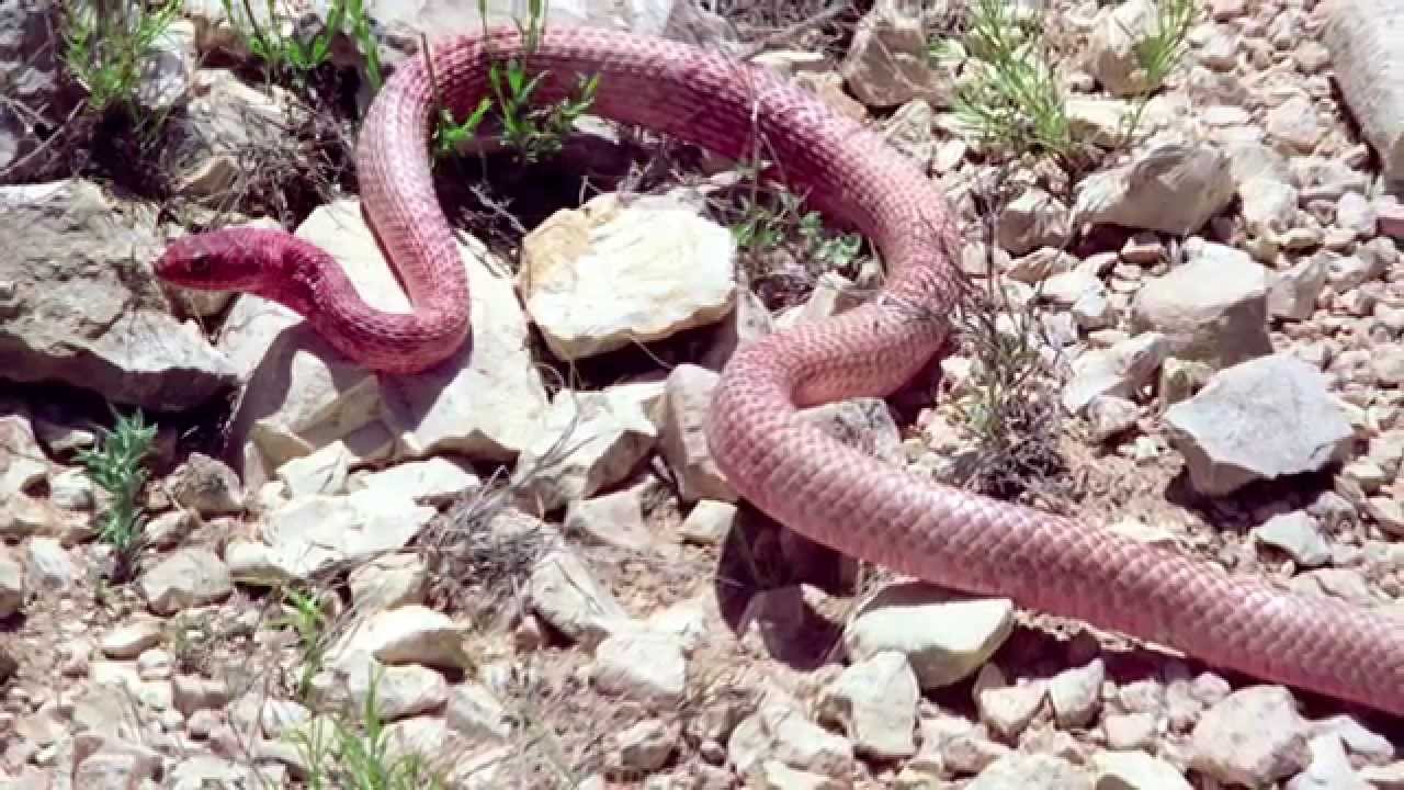 THE WESTERN COACHWHIP - Fast, Scary, Awesome!