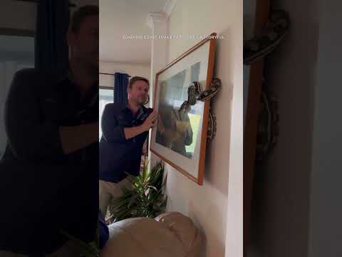 Aussie homeowner finds python behind picture