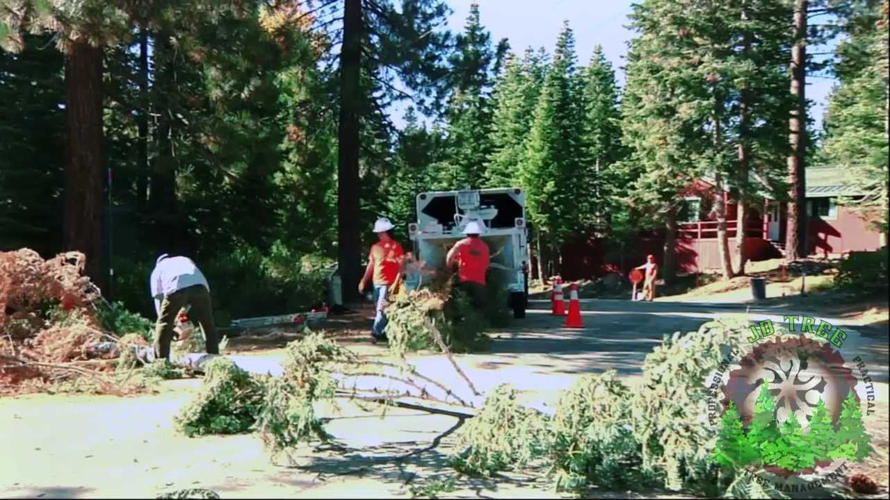 JD Tree Promotional Video