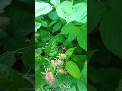 Loganberry or Tayberry?