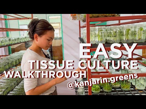 How Its Done | Rare Plant TISSUE CULTURE Explained by Nan @kanjarin.greens