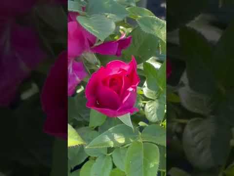 June is Rose Month! Enjoy 20% Off All Roses at Country Gardens Nursery