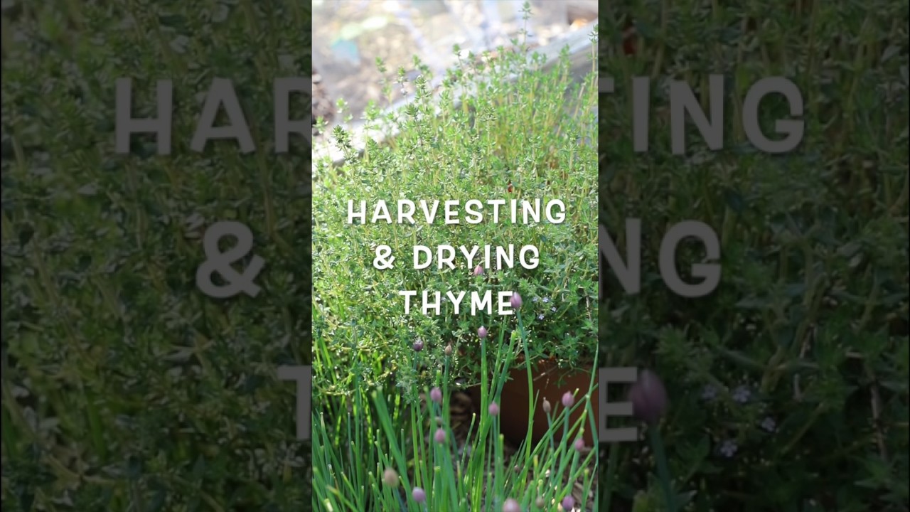 THYME HARVESTED & DRIED | #thyme #herbgarden