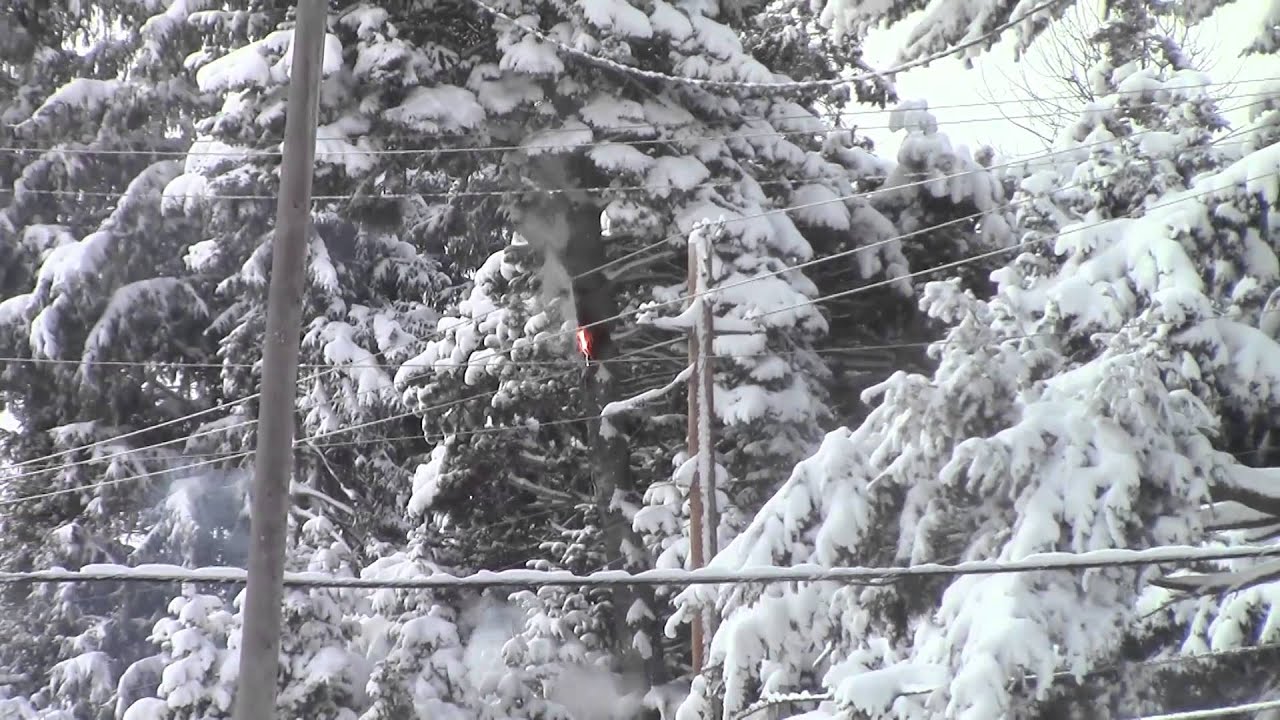 Electric wires arc after making contact with a tree