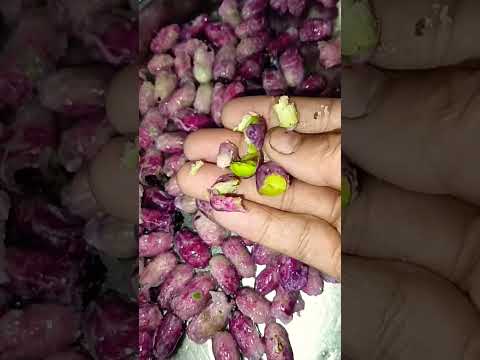 Benefits of Blackberry Seeds| #blackberry #shortvideo #benefits