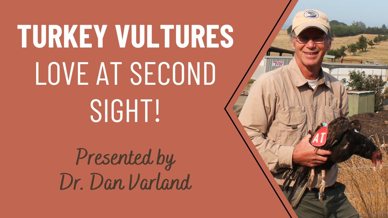 Turkey Vultures: Love at Second Sight!