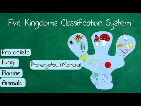The 5 Kingdoms in Classification Biology for All FuseSchool