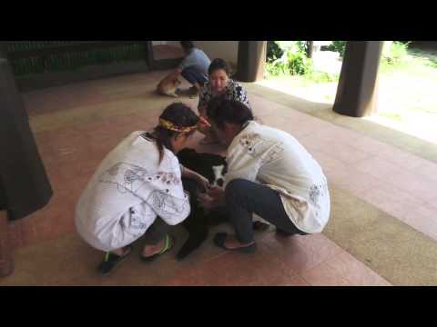 Koh Mak Animal Care