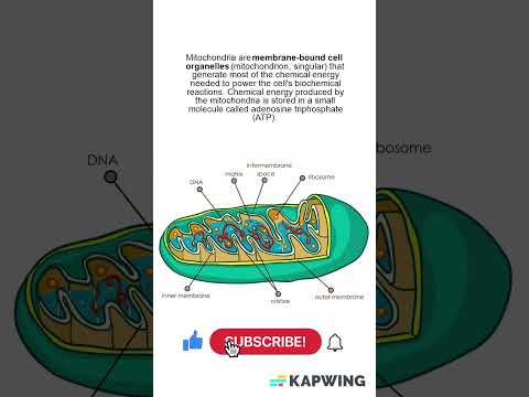 Mitochondria
