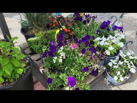 Walmart garden