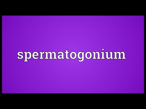 Spermatogonium Meaning