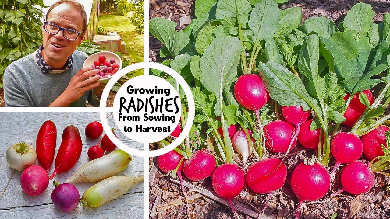 The Ultimate Guide to Growing Radishes: From Sowing to Harvest | Galaxy.ai