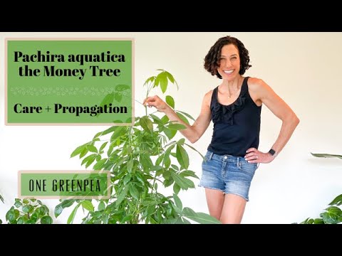 Money Tree / Pachira aquatica / all you need to know about care & propagation!