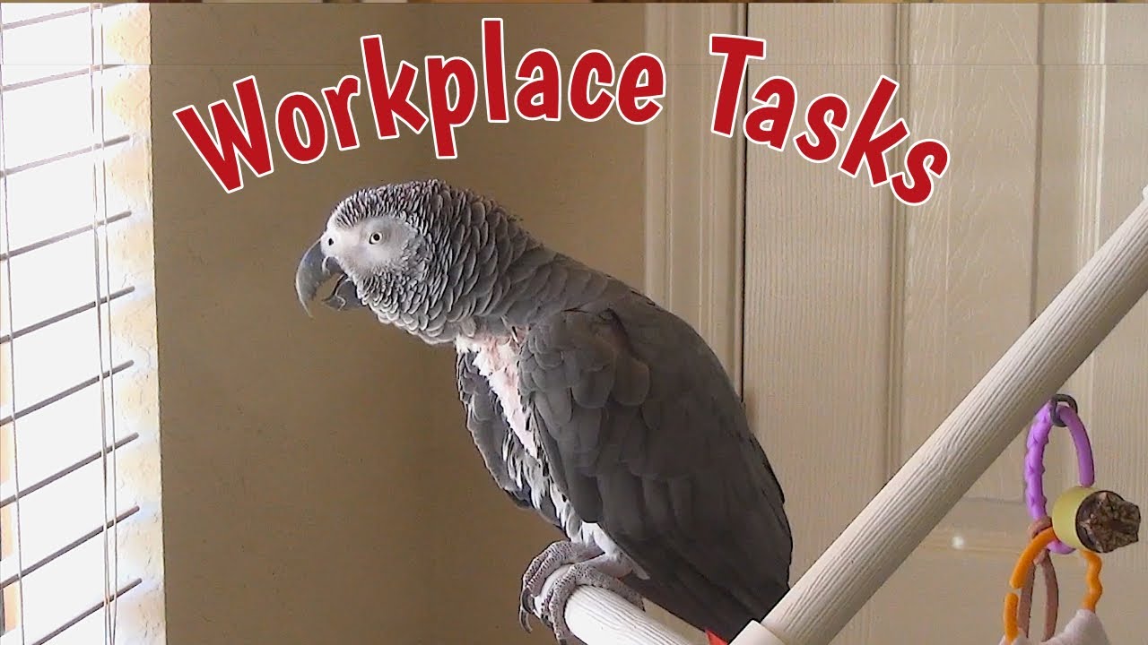 Einstein's Workplace Tasks